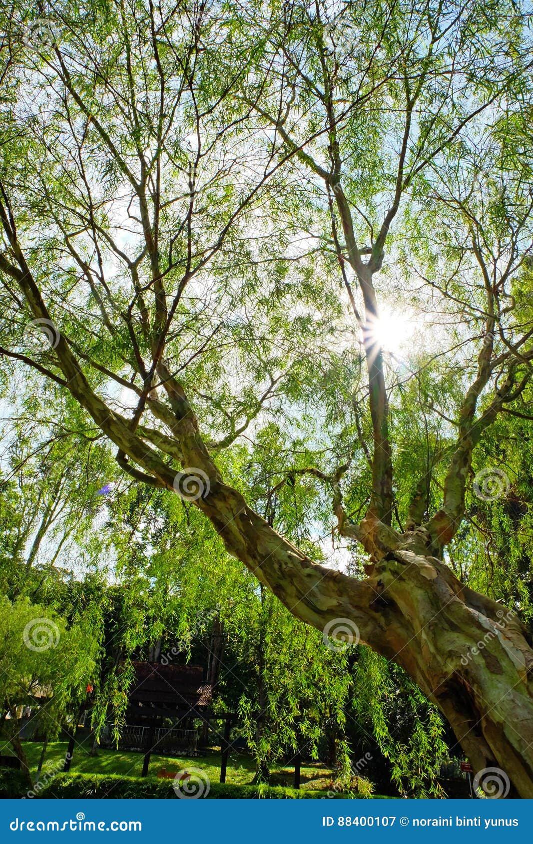 A Tree at the Park on Sunny Day Walk Stock Image - Image of sunny ...