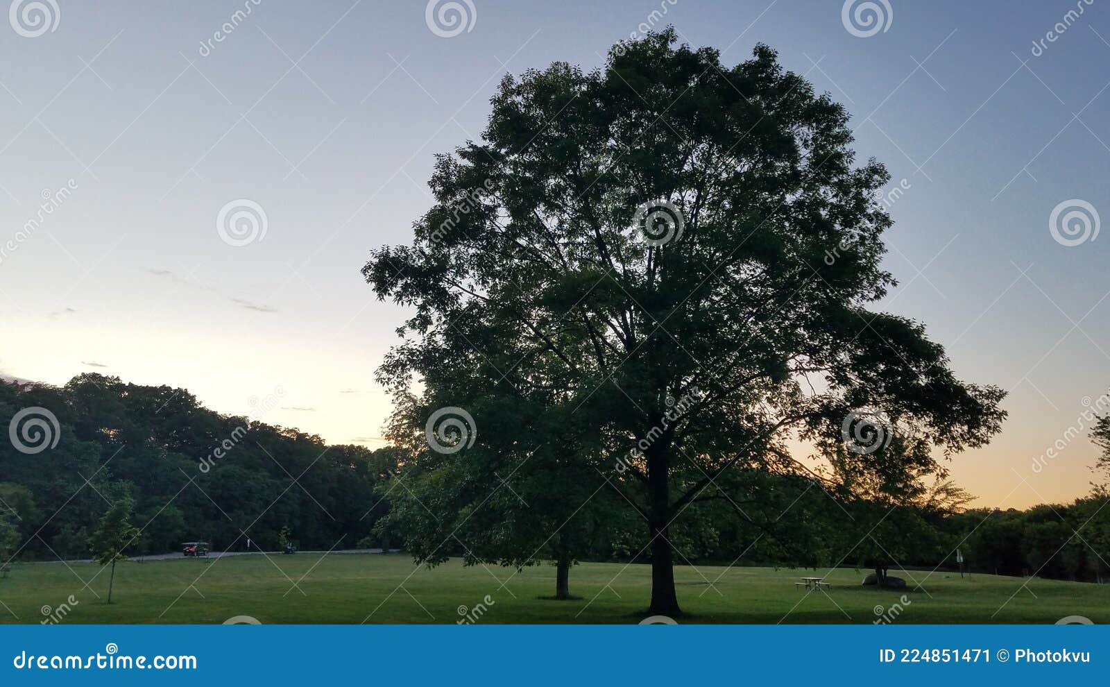 Tree in a Park during Sunset Stock Image - Image of landscape, outdoor ...
