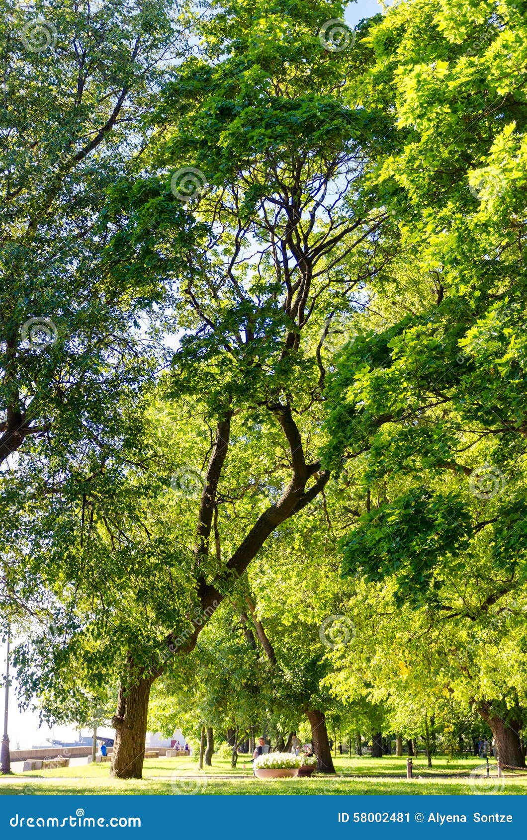 Tree at the park stock image. Image of trees, trunk, summer - 58002481