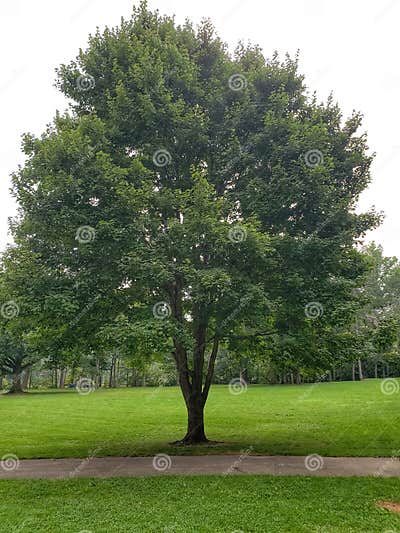Tree in the Cleveland Metroparks in Ohio Stock Photo - Image of travel ...