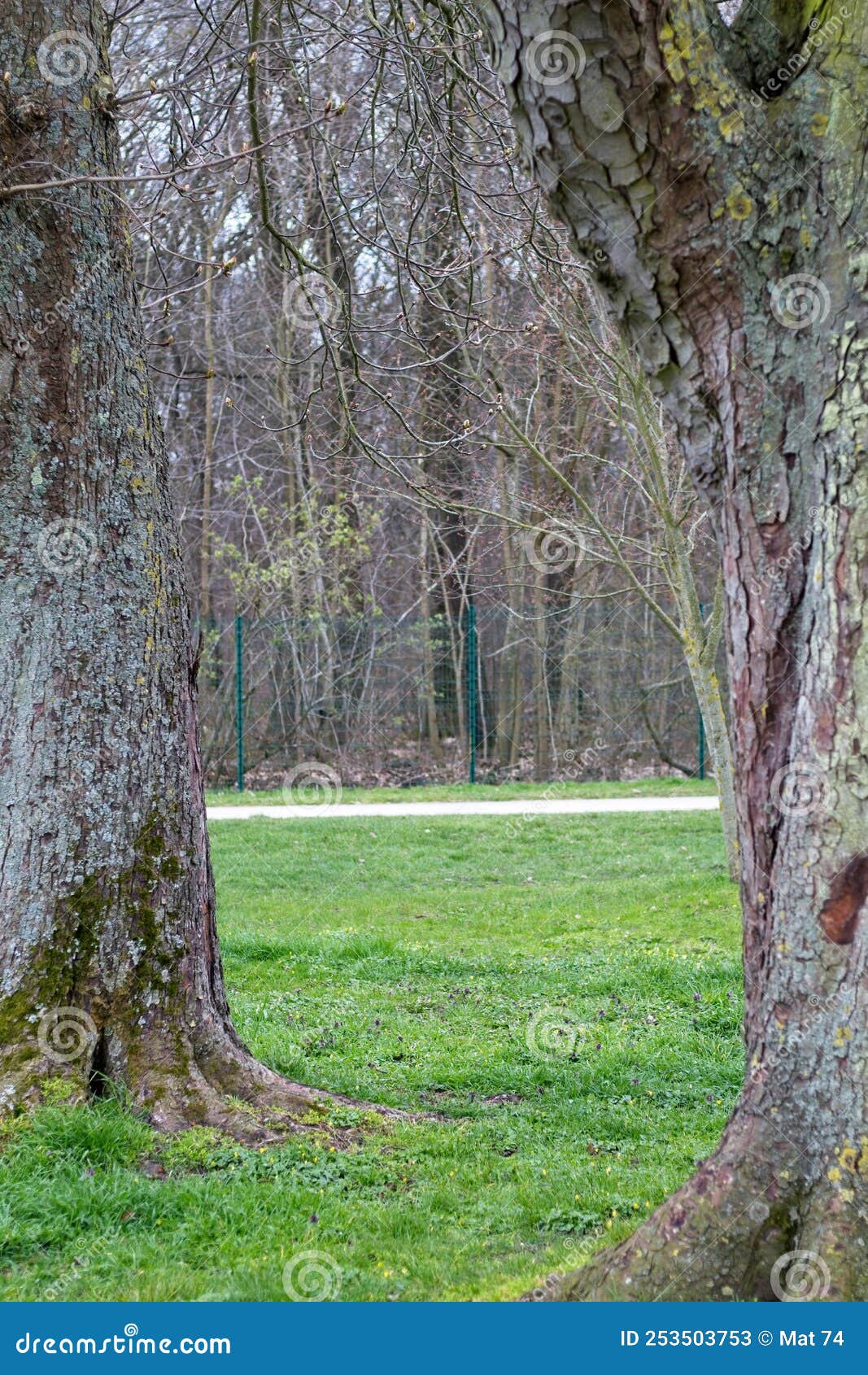 Tree in the park stock image. Image of garden, bark - 253503753