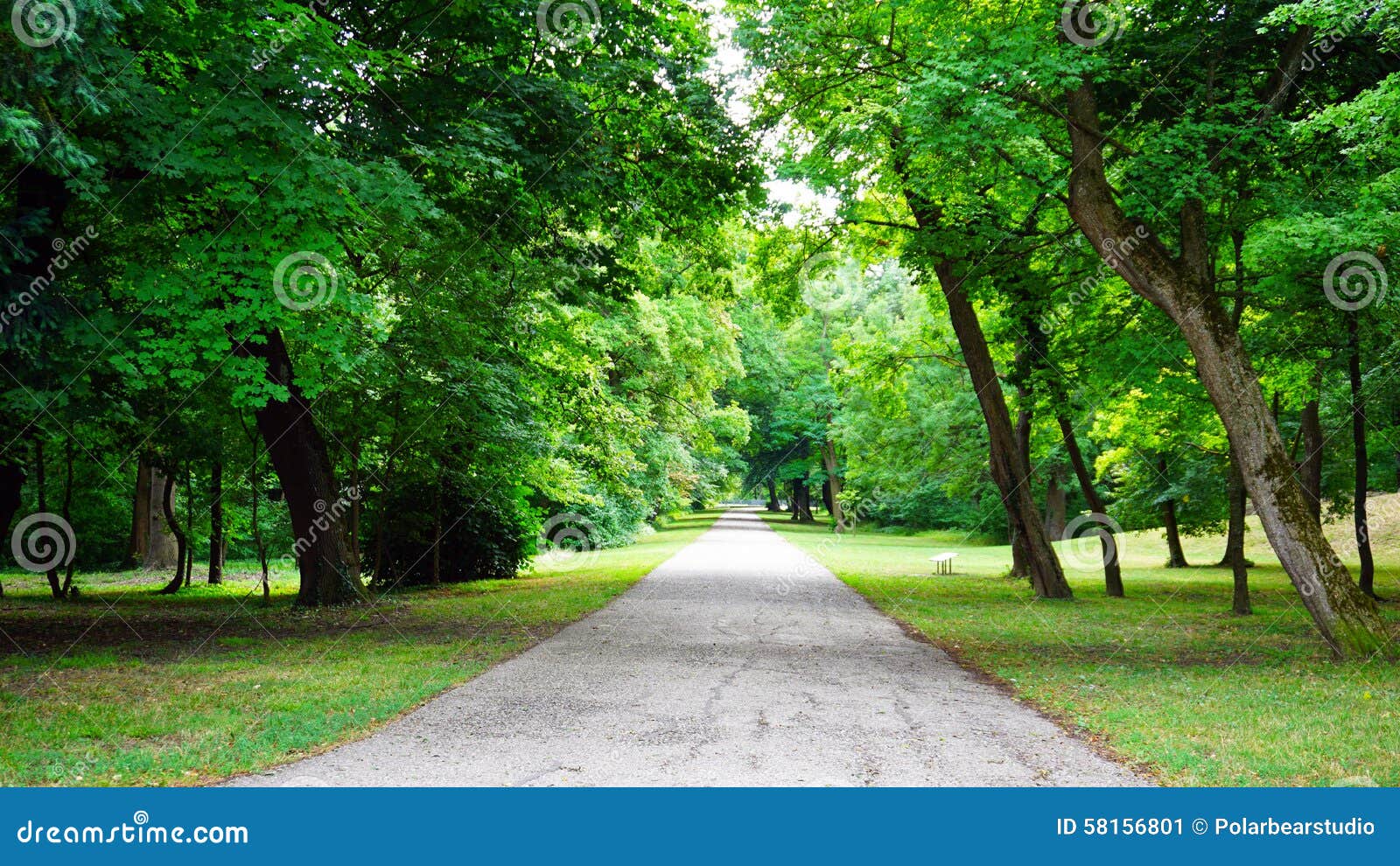 Tree in the Park and Walkway Stock Image - Image of walk, garden: 58156801