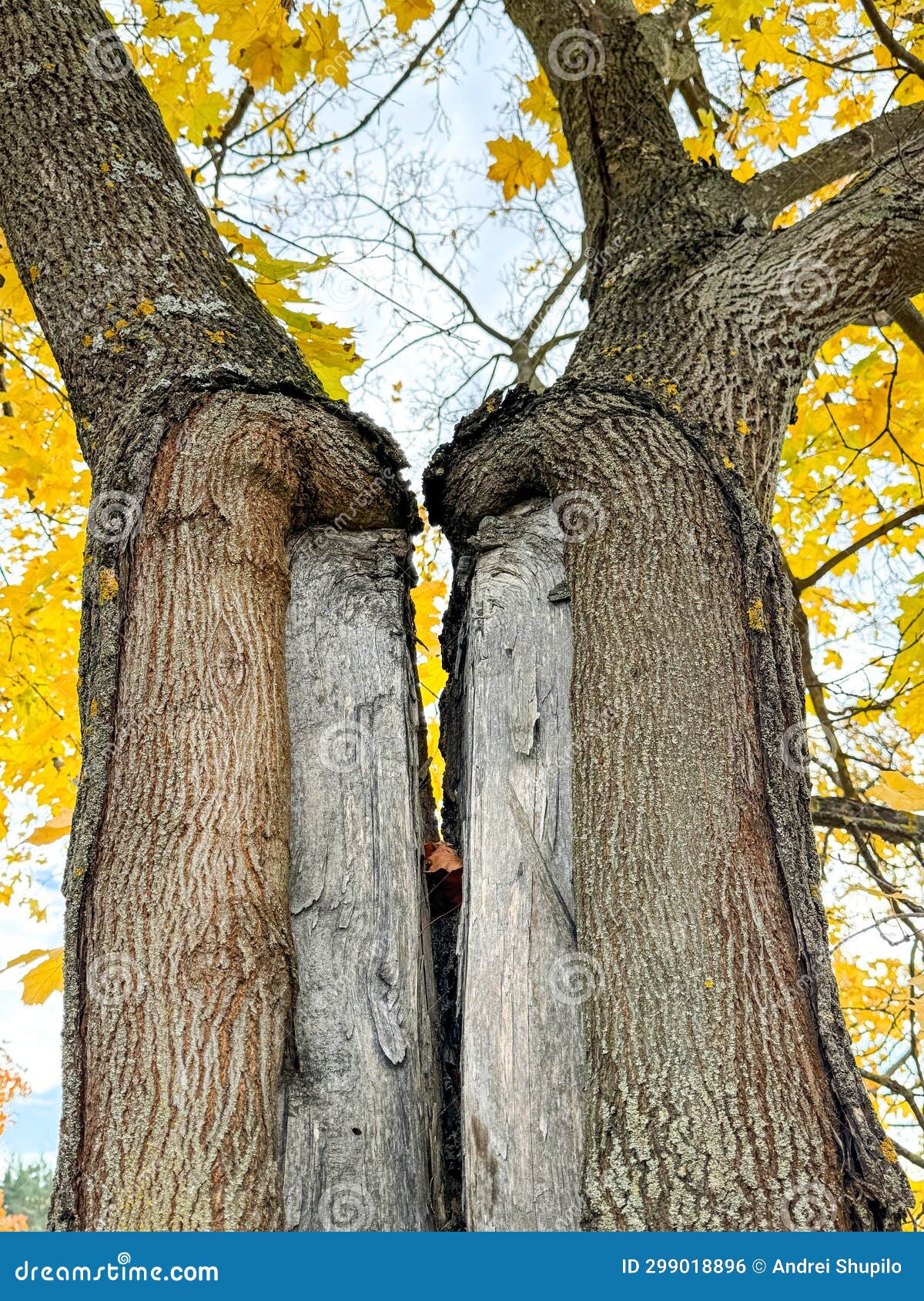 A Tree in the Park Was Broken by a Lightning Strike Stock Photo - Image ...