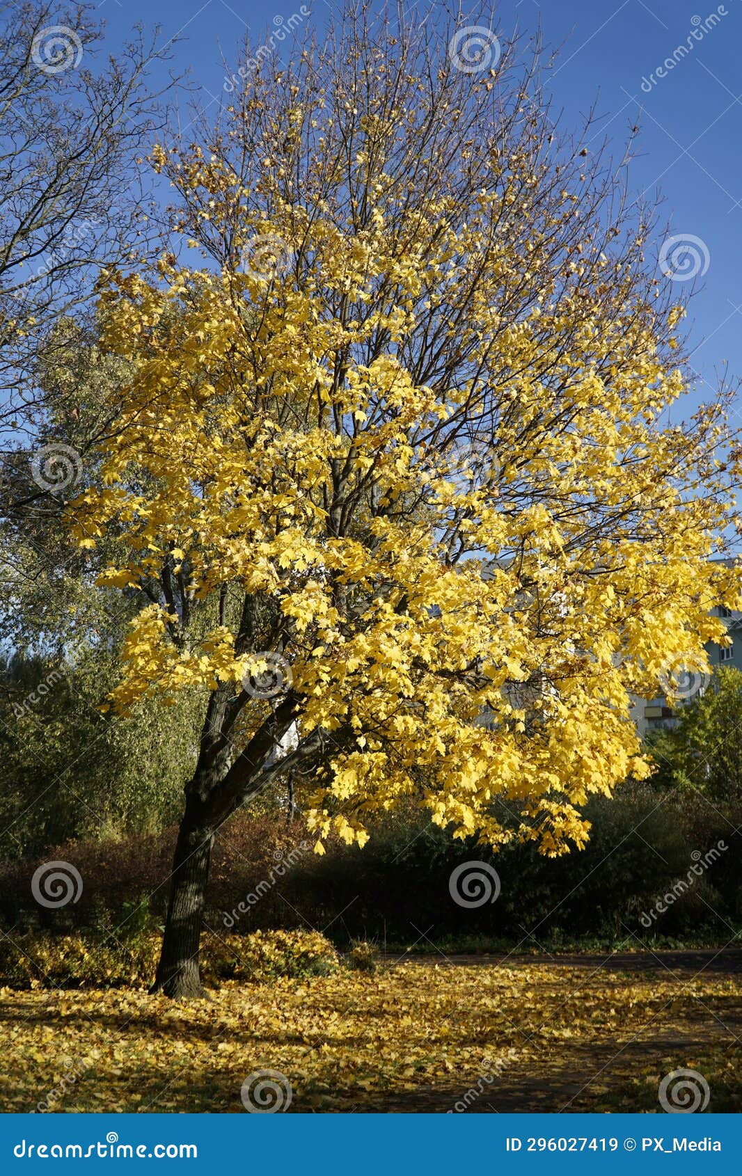 Tree in Park with Yellow Leaves - Fall Time Stock Image - Image of warm ...