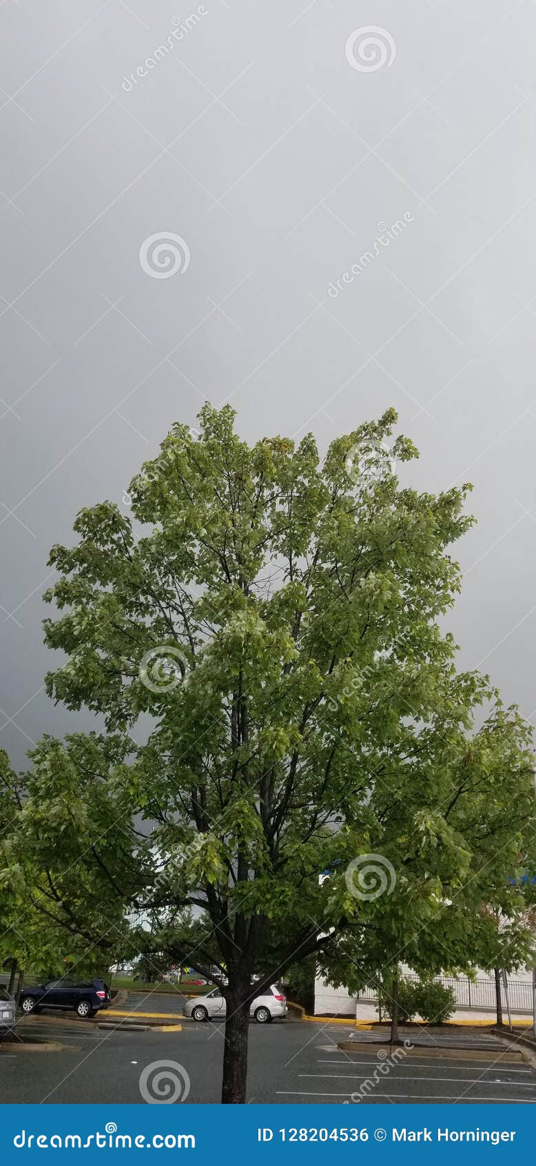 Tree in a parking lot stock photo. Image of green, parking - 128204536