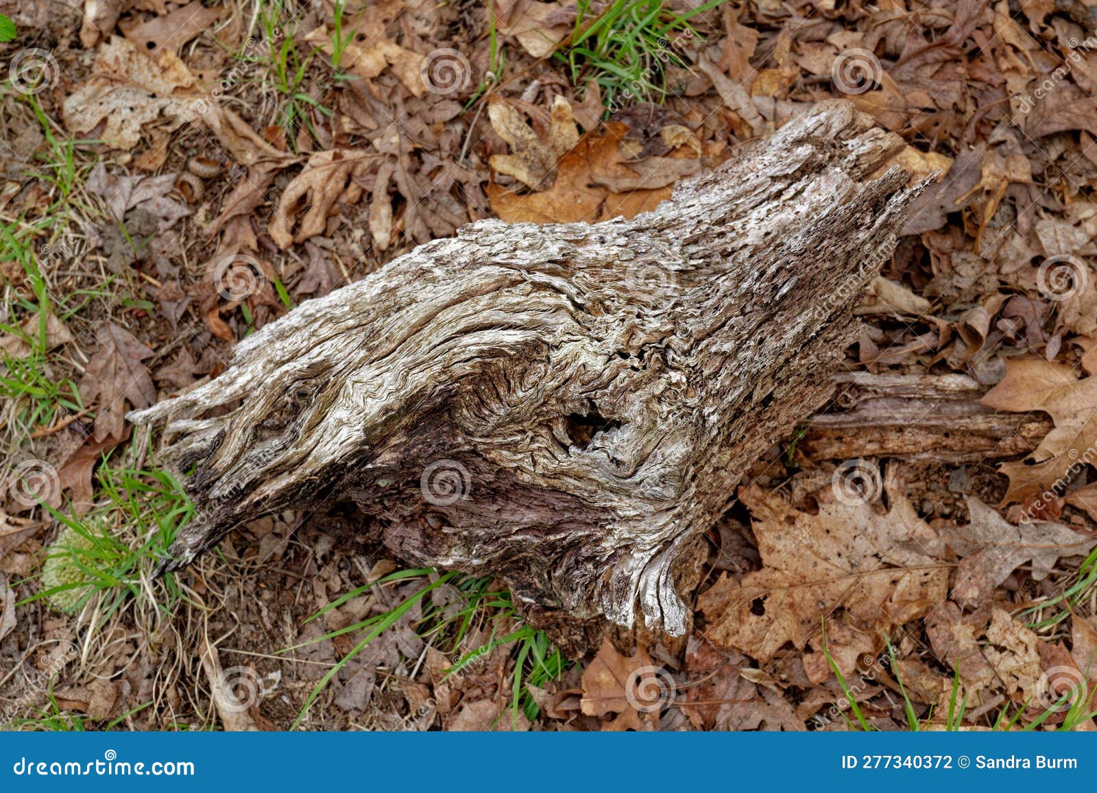 Tree Part Rotting on the Ground Stock Photo - Image of outdoors ...