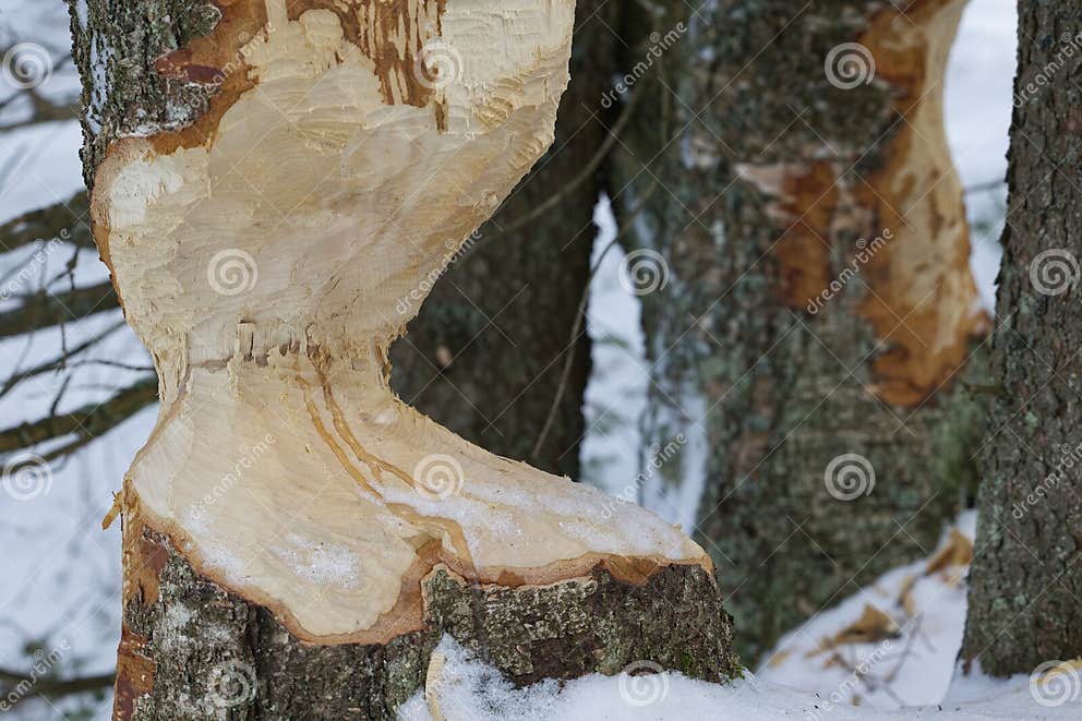 Beaver Activity in the Landscape Stock Photo - Image of beaver, fiber ...