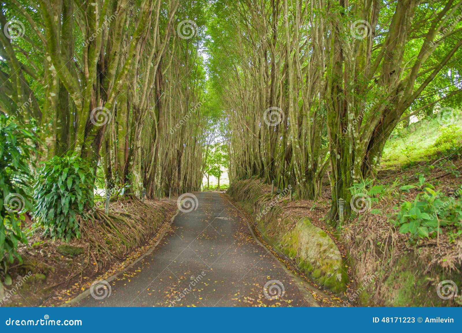 Tree pass stock image. Image of tree, symmetrical, aligned - 48171223
