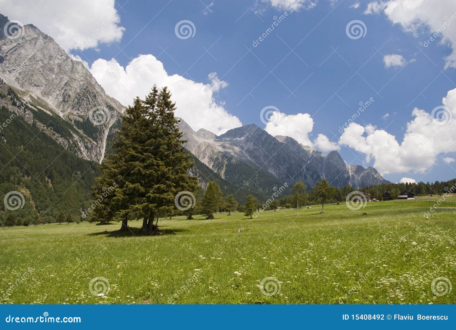 Tree on Pasture in Austrian Alps Mountain Stock Photo - Image of rural ...