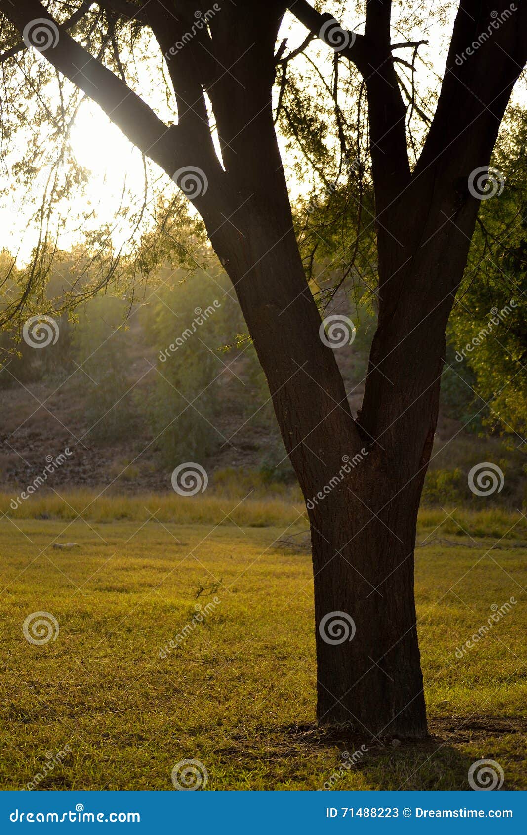 Tree in the pasture land stock image. Image of clouds - 71488223