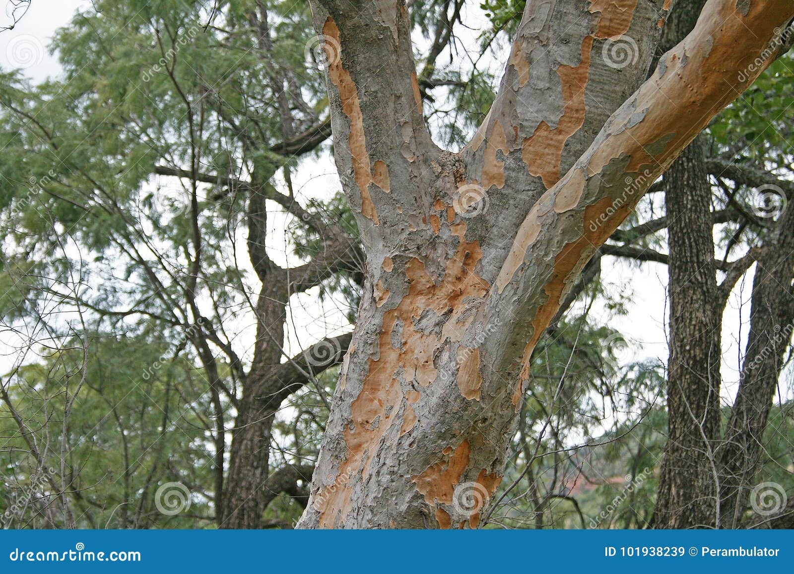 TREE with PATCHY BARK stock image. Image of vegetation - 101938239