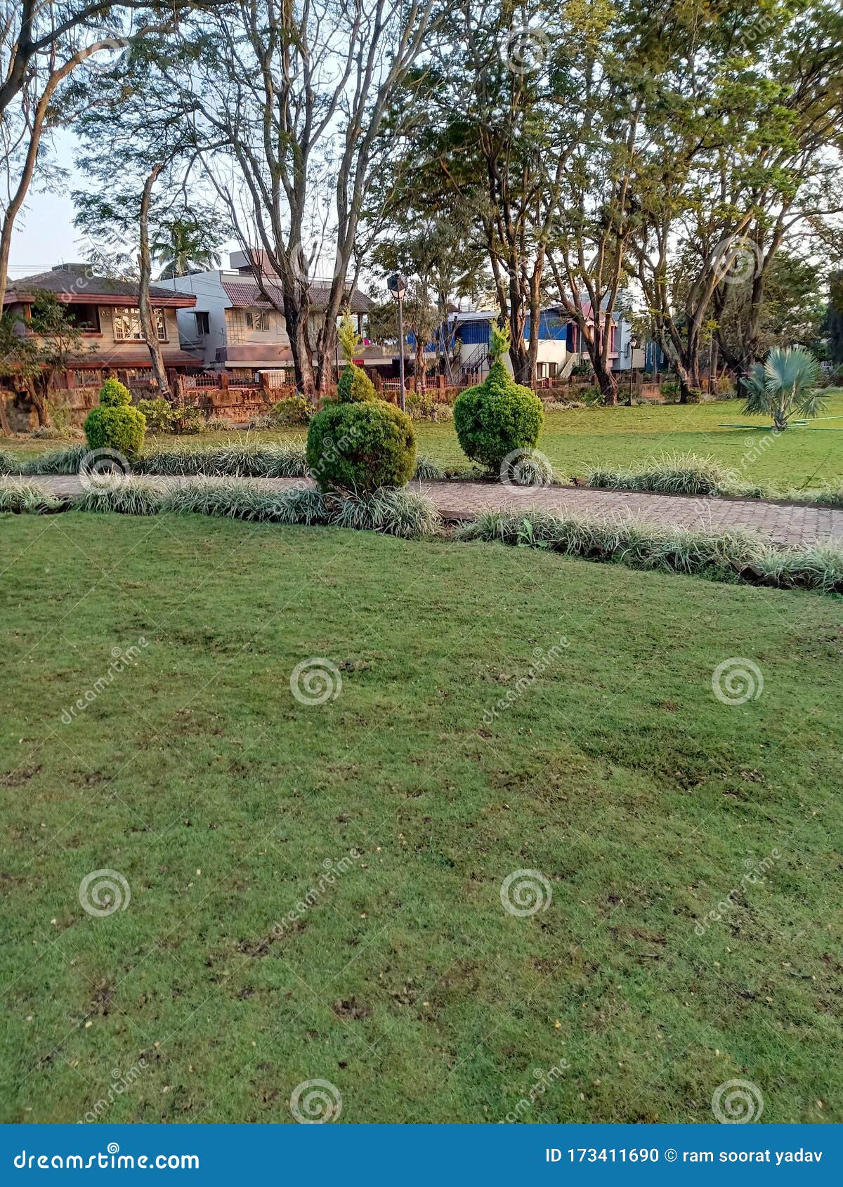 Tree Patel Growing Dahlia Stem Leaf Sky Stock Photo - Image of stem ...