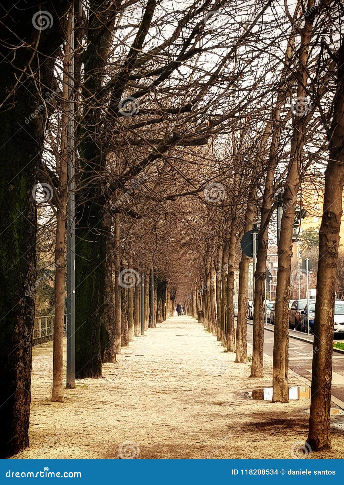 Tree path in Milano stock photo. Image of path, milan - 118208534