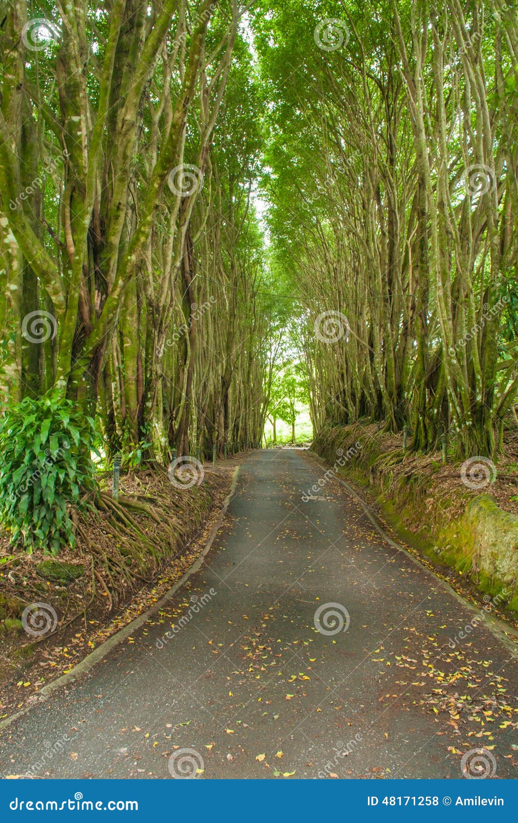 Tree path stock photo. Image of massive, symmetrical - 48171258