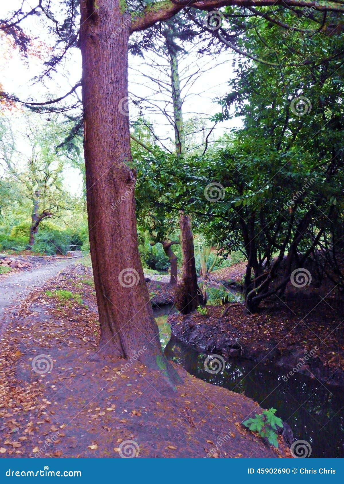 Tree between Path and Stream Stock Photo - Image of path, stream: 45902690