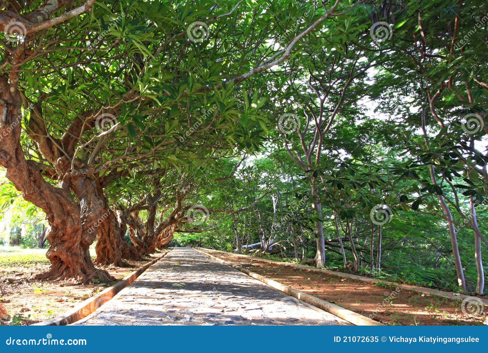 Tree pathway stock image. Image of leaves, trees, spring - 21072635