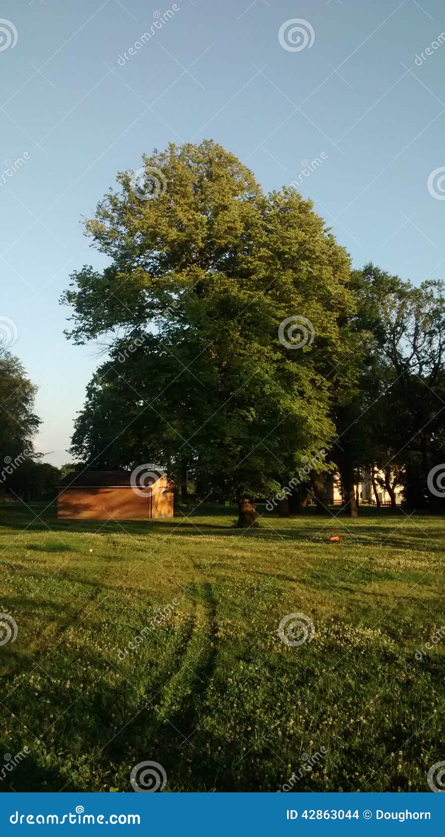 Tree Pathway Royalty-Free Stock Image | CartoonDealer.com #42863044