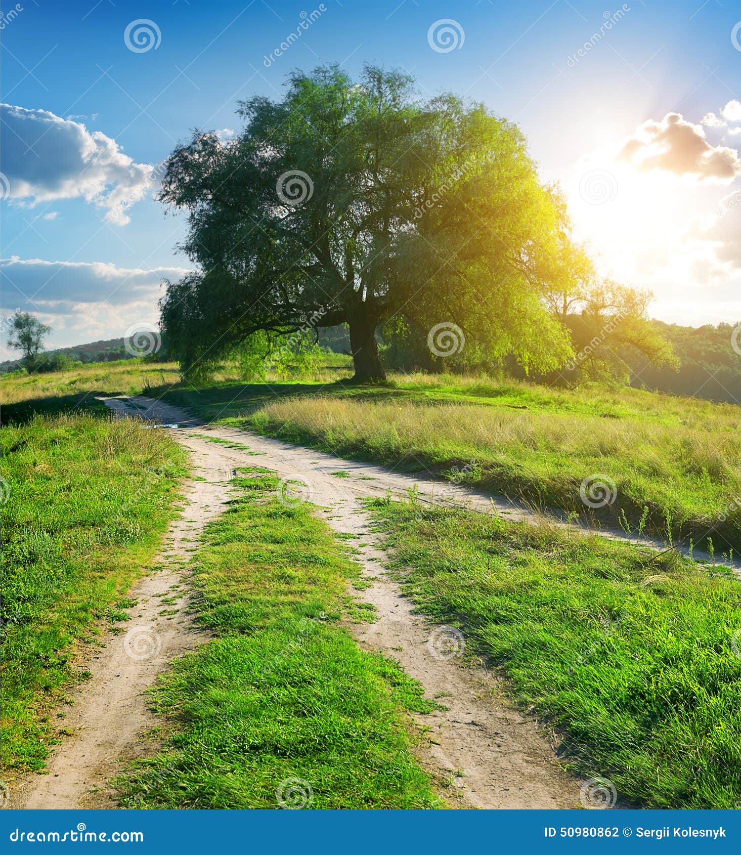 Tree pathways stock photo. Image of nature, color, clear - 50980862
