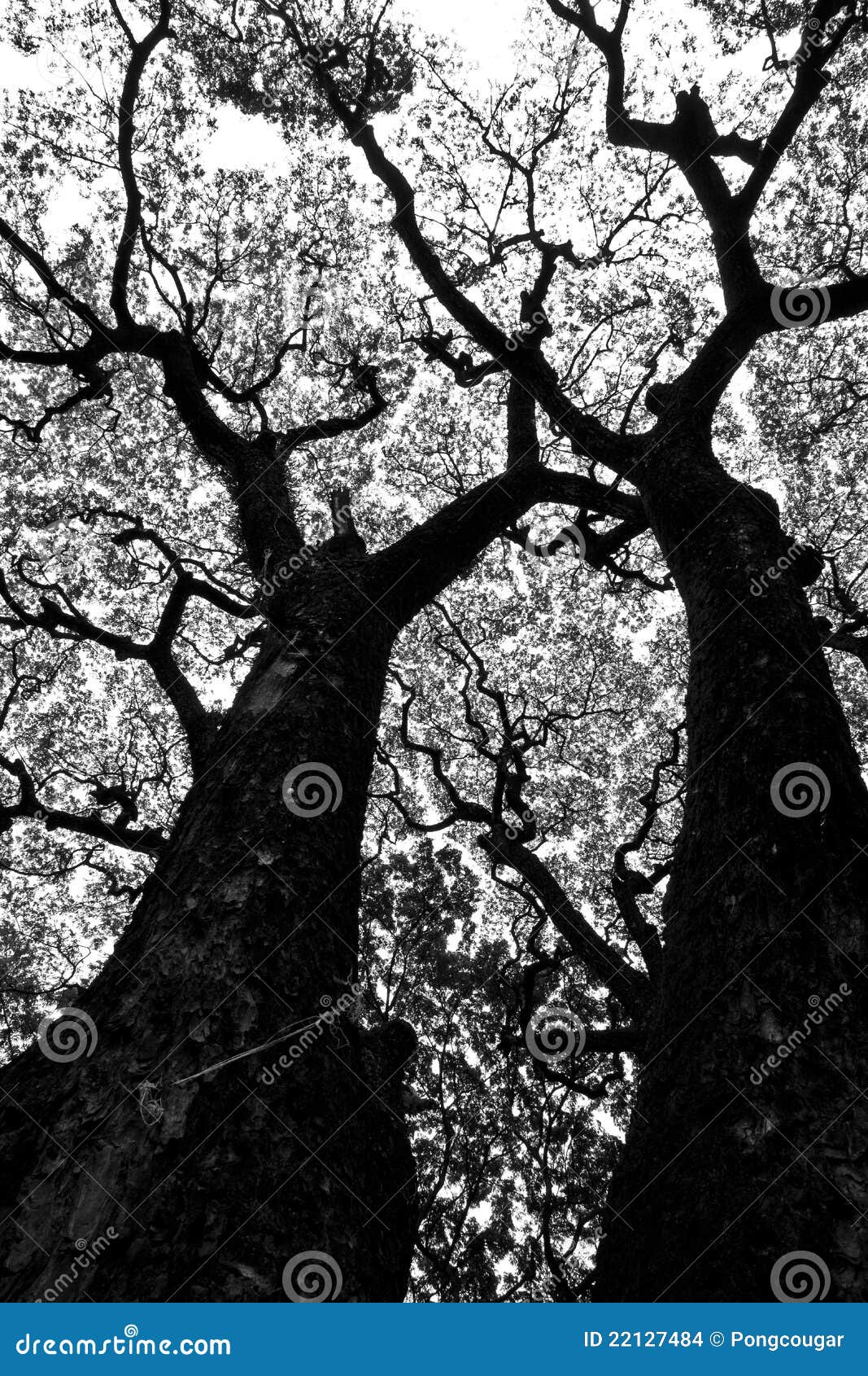 Tree pattern stock photo. Image of natural, colorful - 22127484