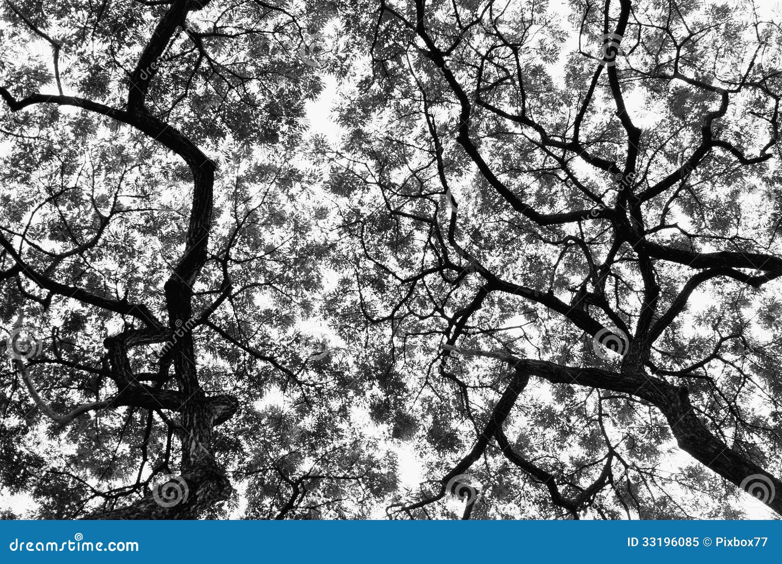 Tree Pattern in Black and White Style Stock Image - Image of design ...
