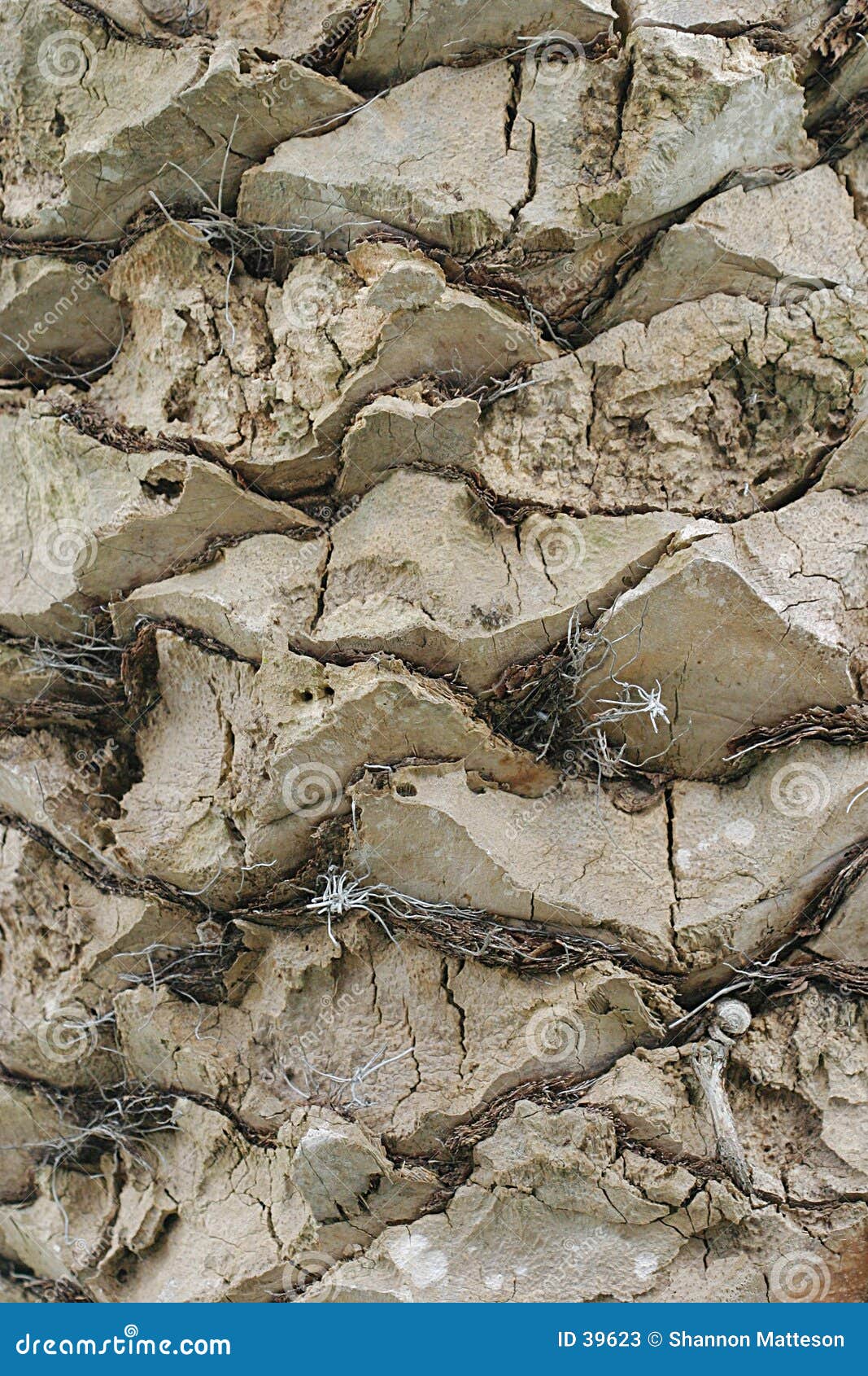 Tree Patterns 1 stock image. Image of pattern, rough, trunk - 39623