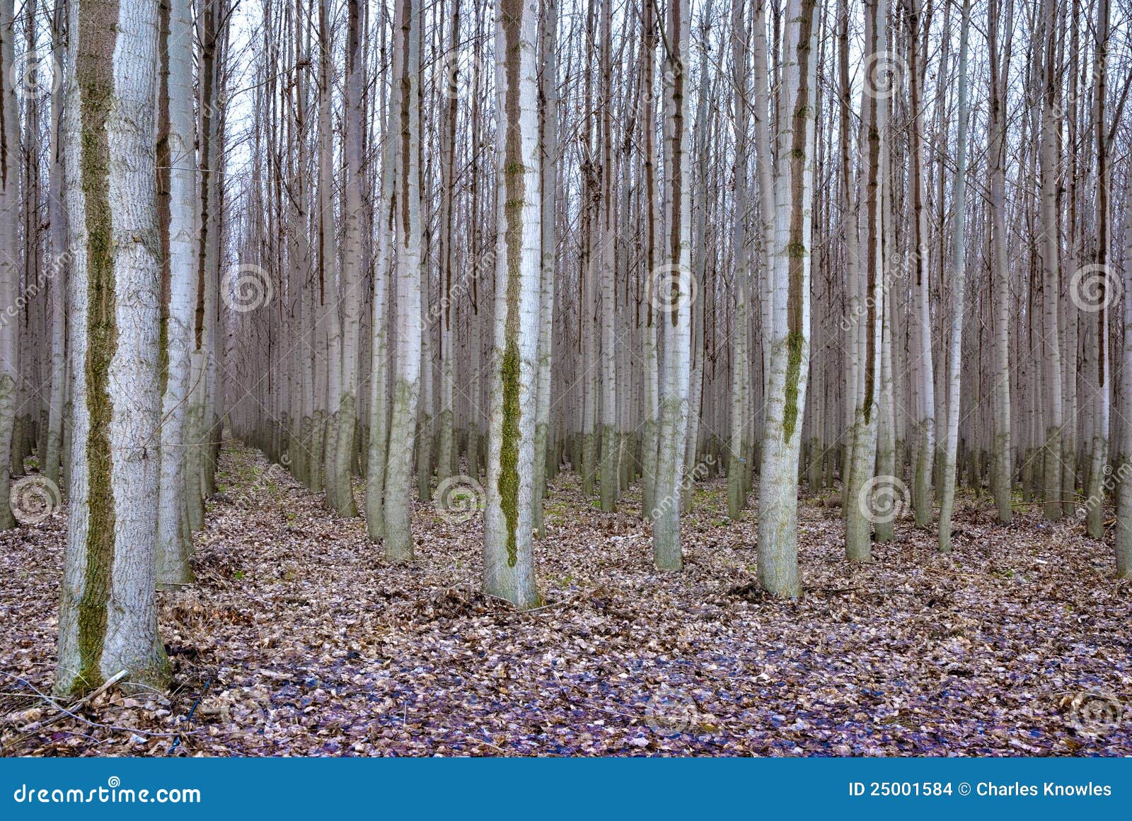 Tree Patterns in an Oregon Tree Farm Stock Photo - Image of farm ...