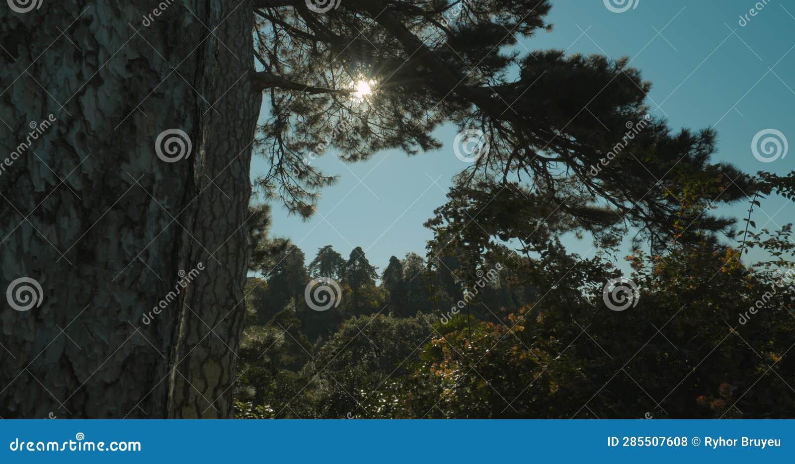 Tree of Peace. Pinus Strobus. Quebec, Canada Stock Footage - Video of ...