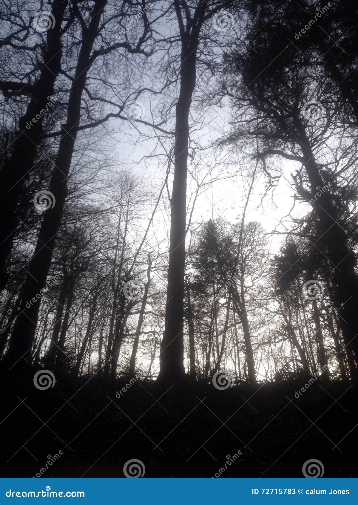 Tree peace stock image. Image of peace, unnatural, lighting - 72715783