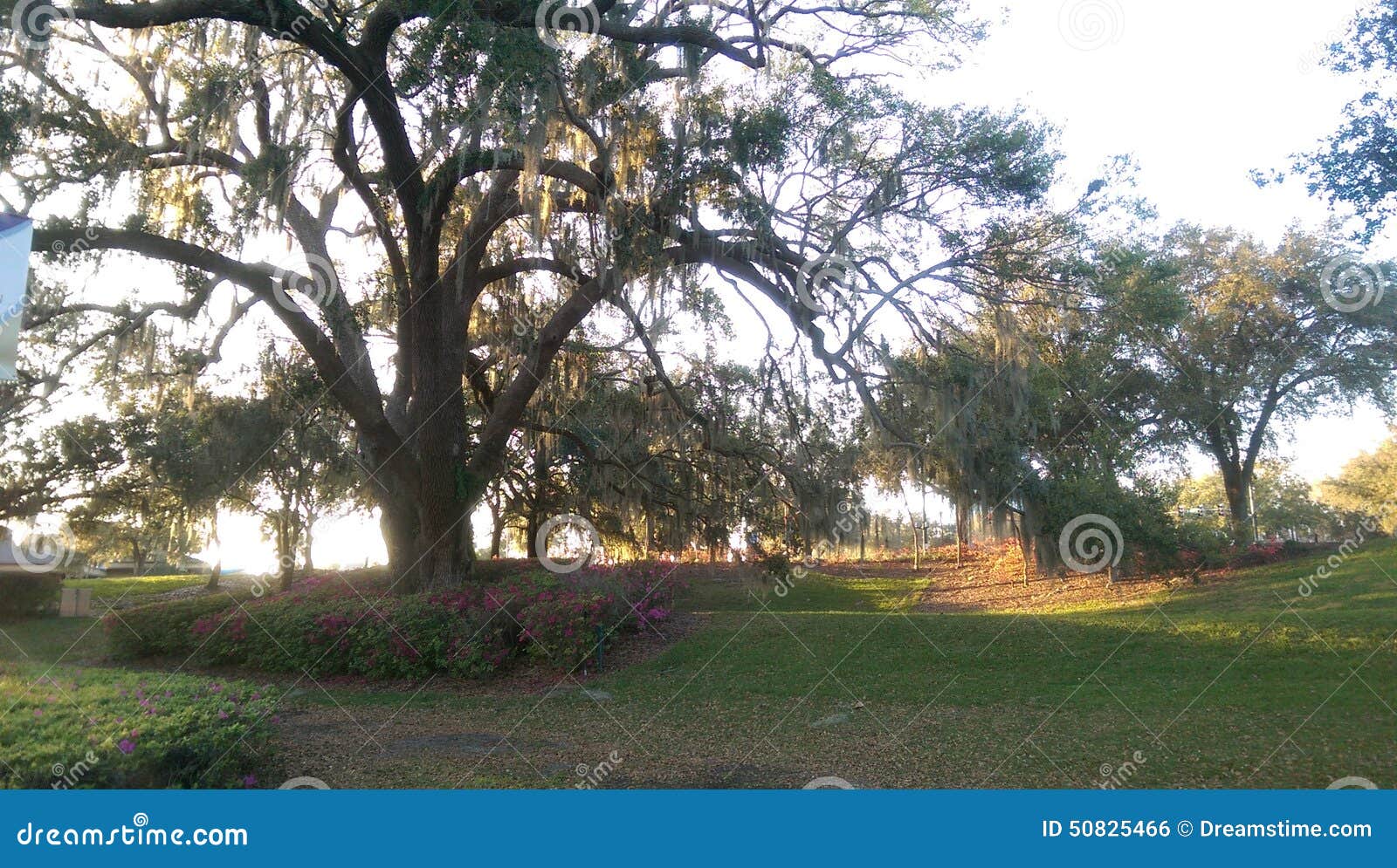 Tree peaceful relaxing stock photo. Image of peaceful - 50825466