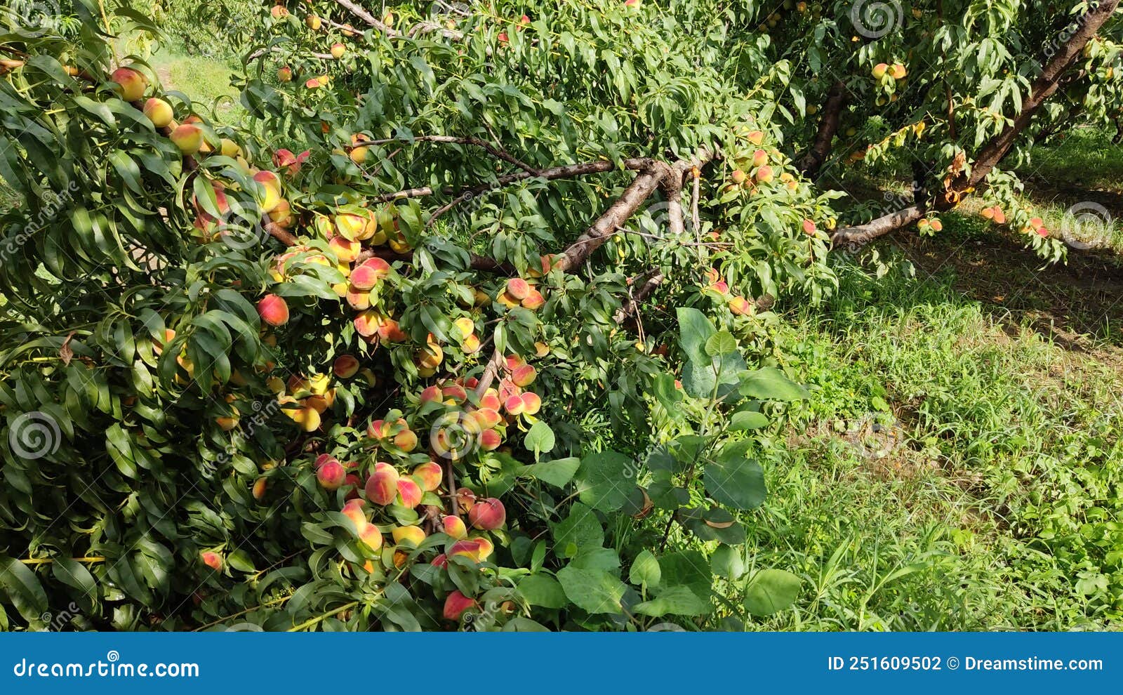 Tree of peaches in swat stock photo. Image of peaches - 251609502
