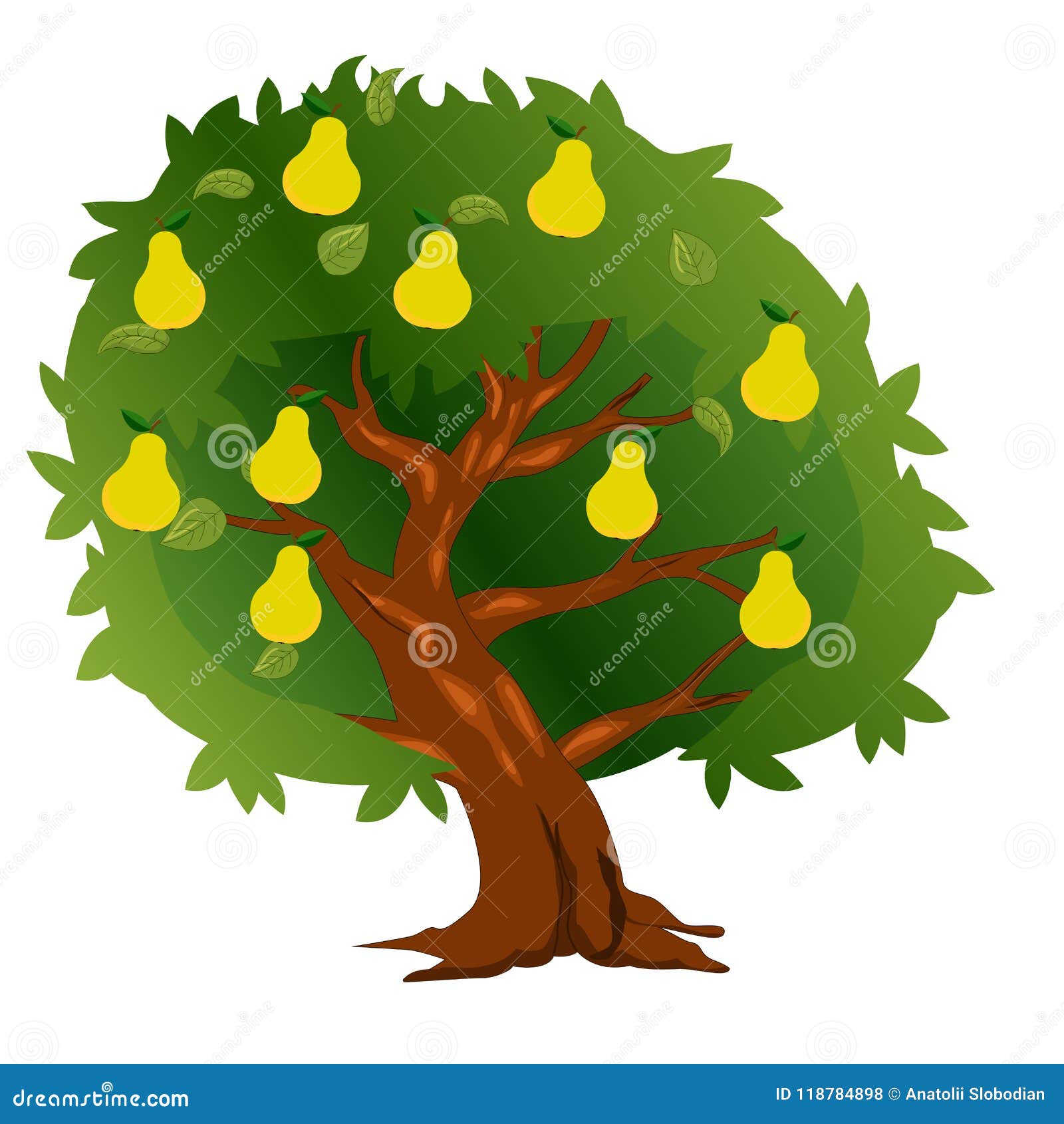 Pear Tree Growth Stages. Vector Illustration. Ripening Period ...