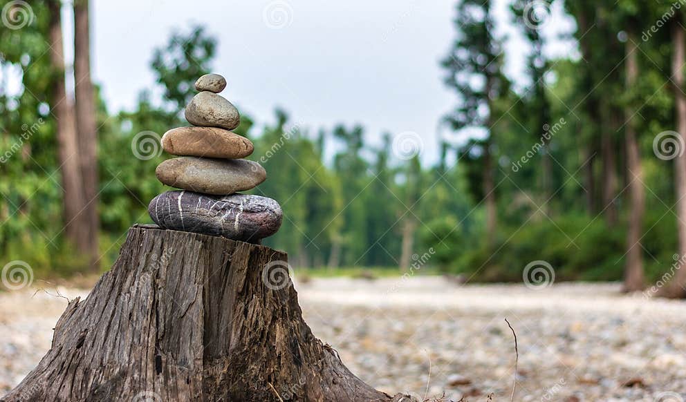 Tree and the Pebbles of the Mountains Stock Image - Image of wildlife ...