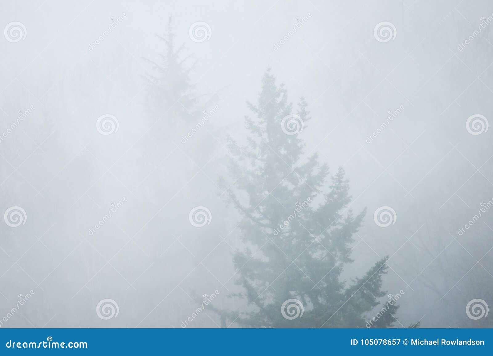 Spooky Tree in the Fog Hidden by Mist Stock Image - Image of myth, haze ...
