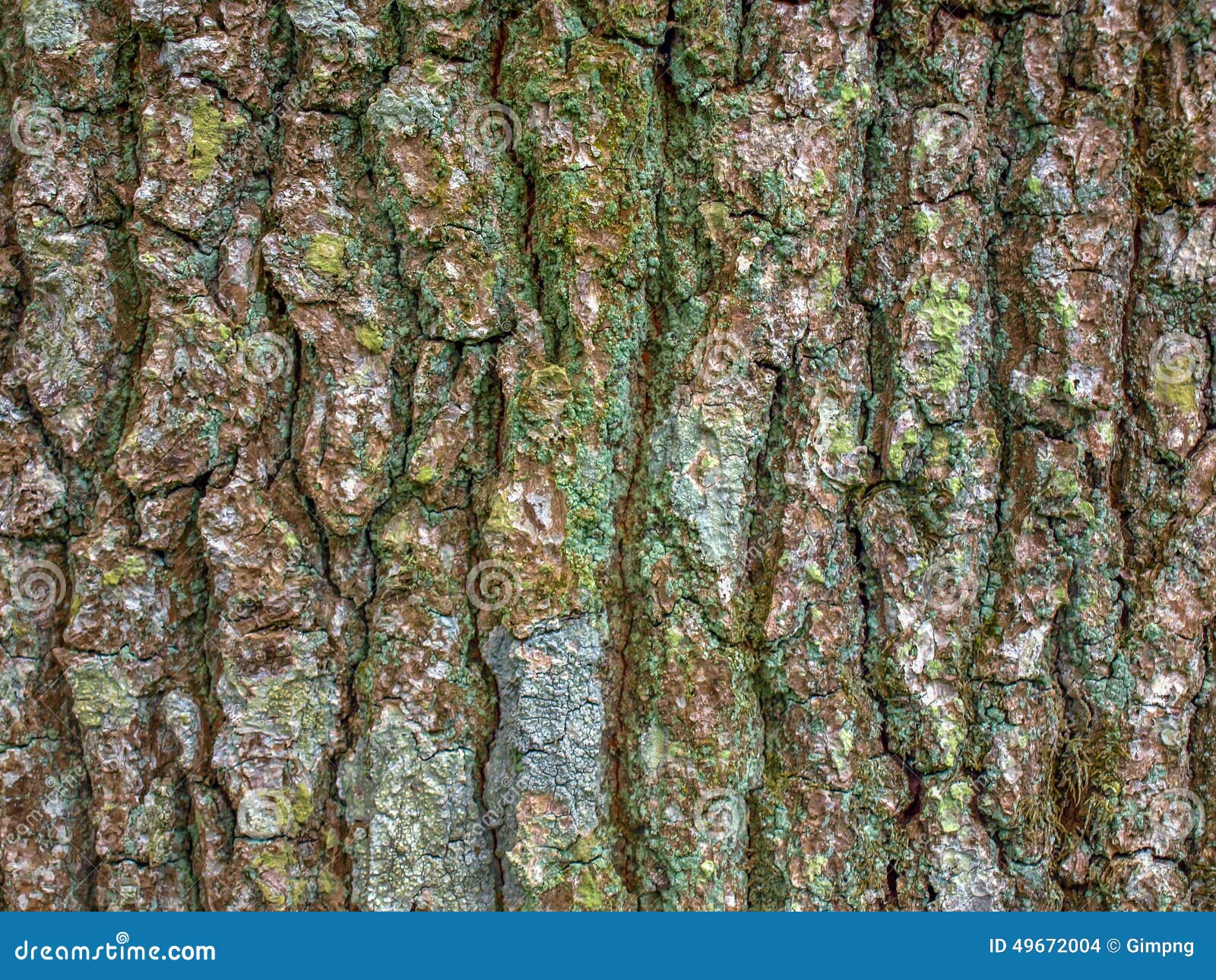 Tree Peel Rustic Texture Royalty-Free Stock Photography | CartoonDealer ...