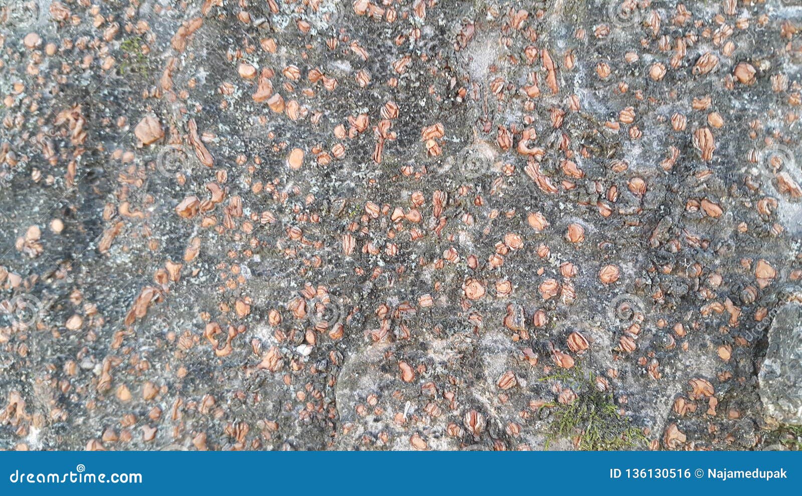 Tree Peel Macro Close Up Texture For Background And Texture Stock Photo ...