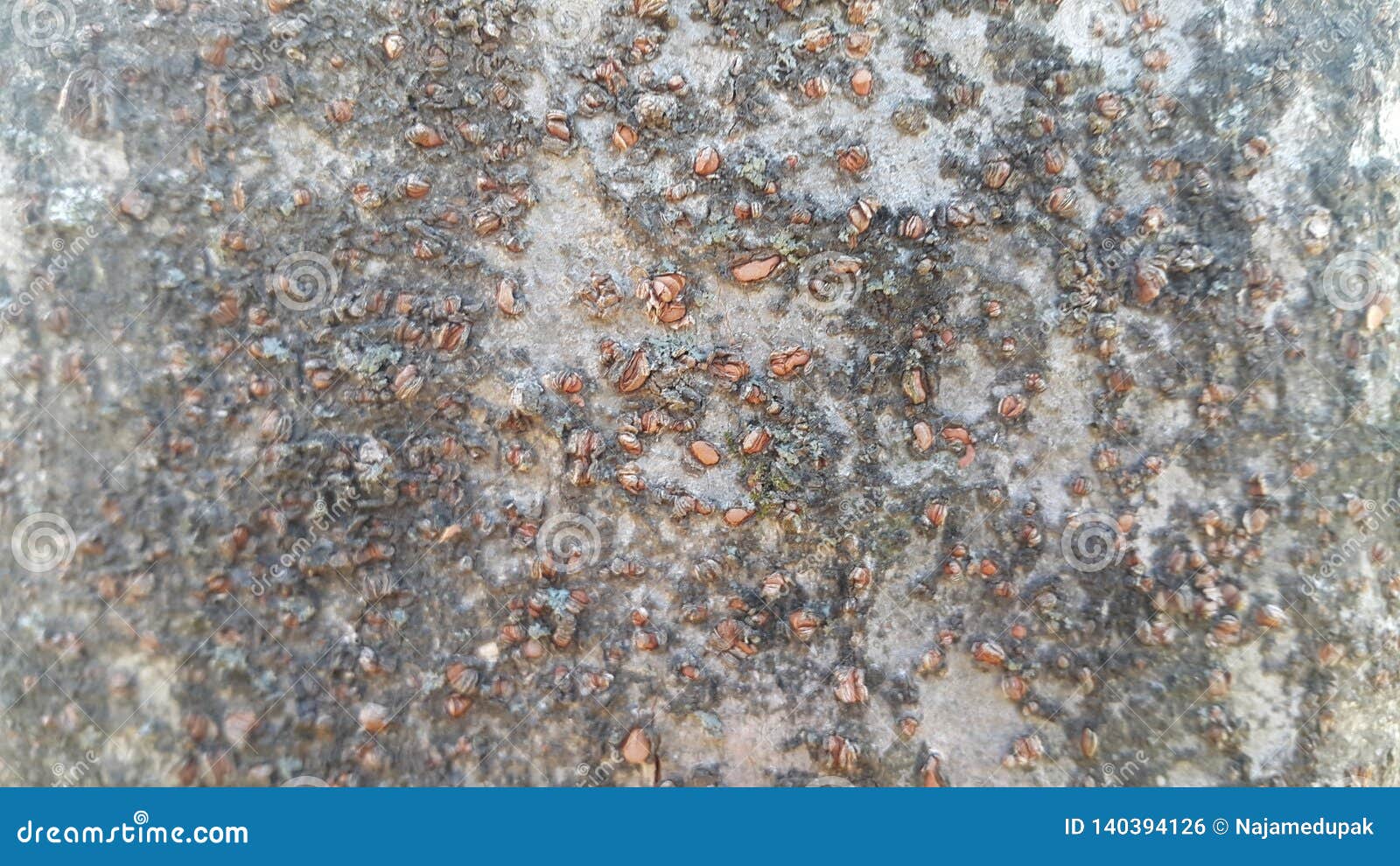 Tree Peel Macro Close Up Texture for Background and Texture Stock Photo ...