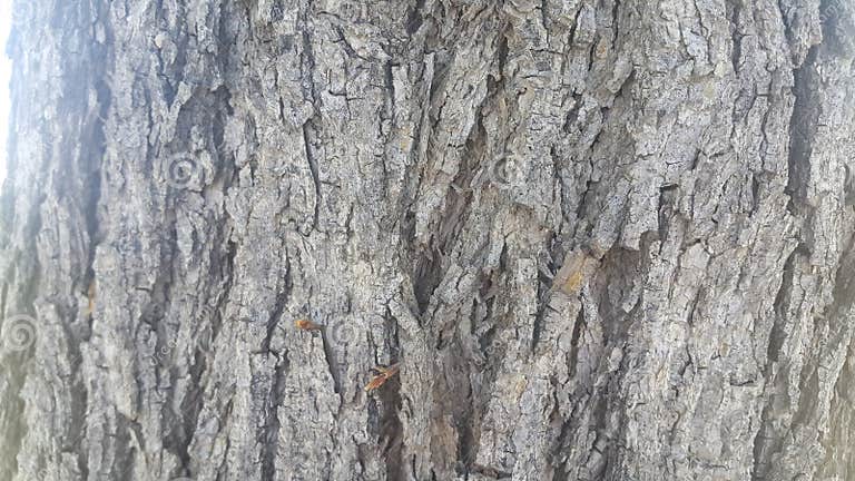 Tree Peel Macro Close Up Texture for Background and Texture Stock Photo ...