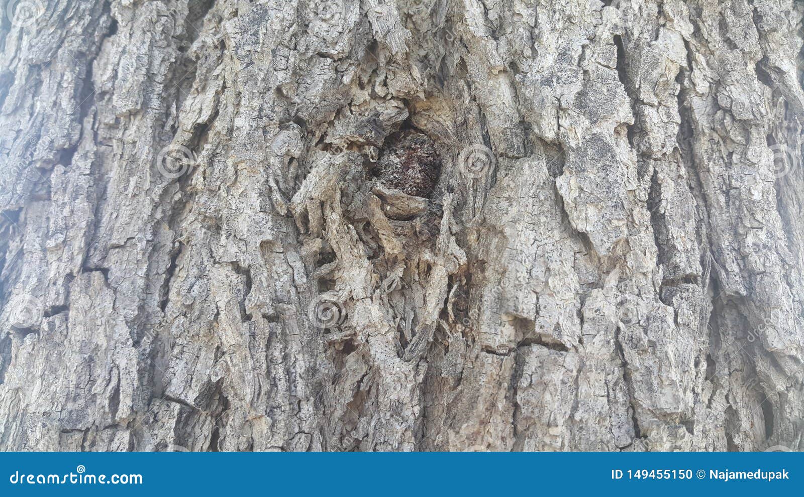 Tree Peel Macro Close Up Texture for Background and Texture Stock Photo ...