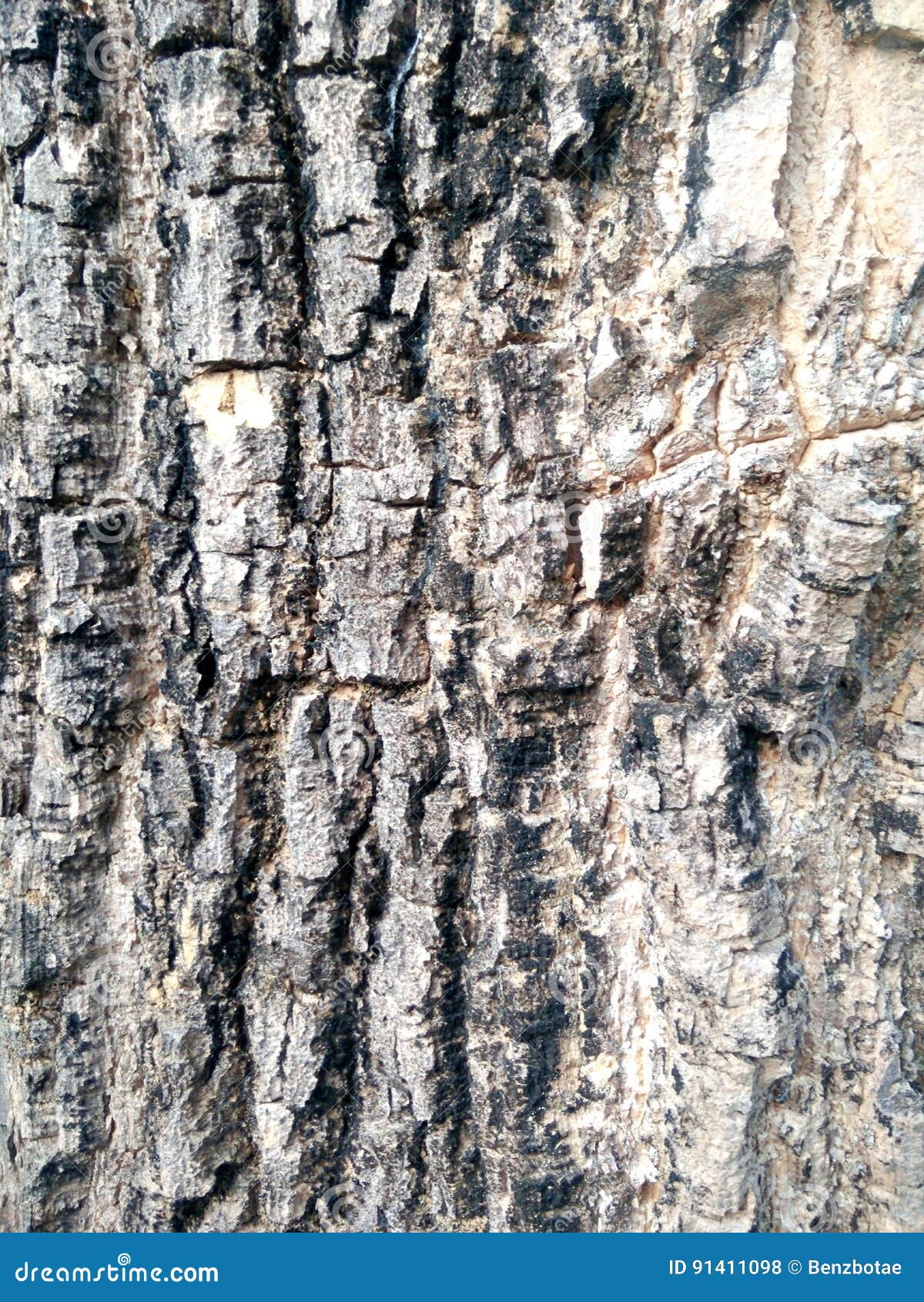 Tree peel rustic texture stock photo. Image of peel, rustic - 91411098