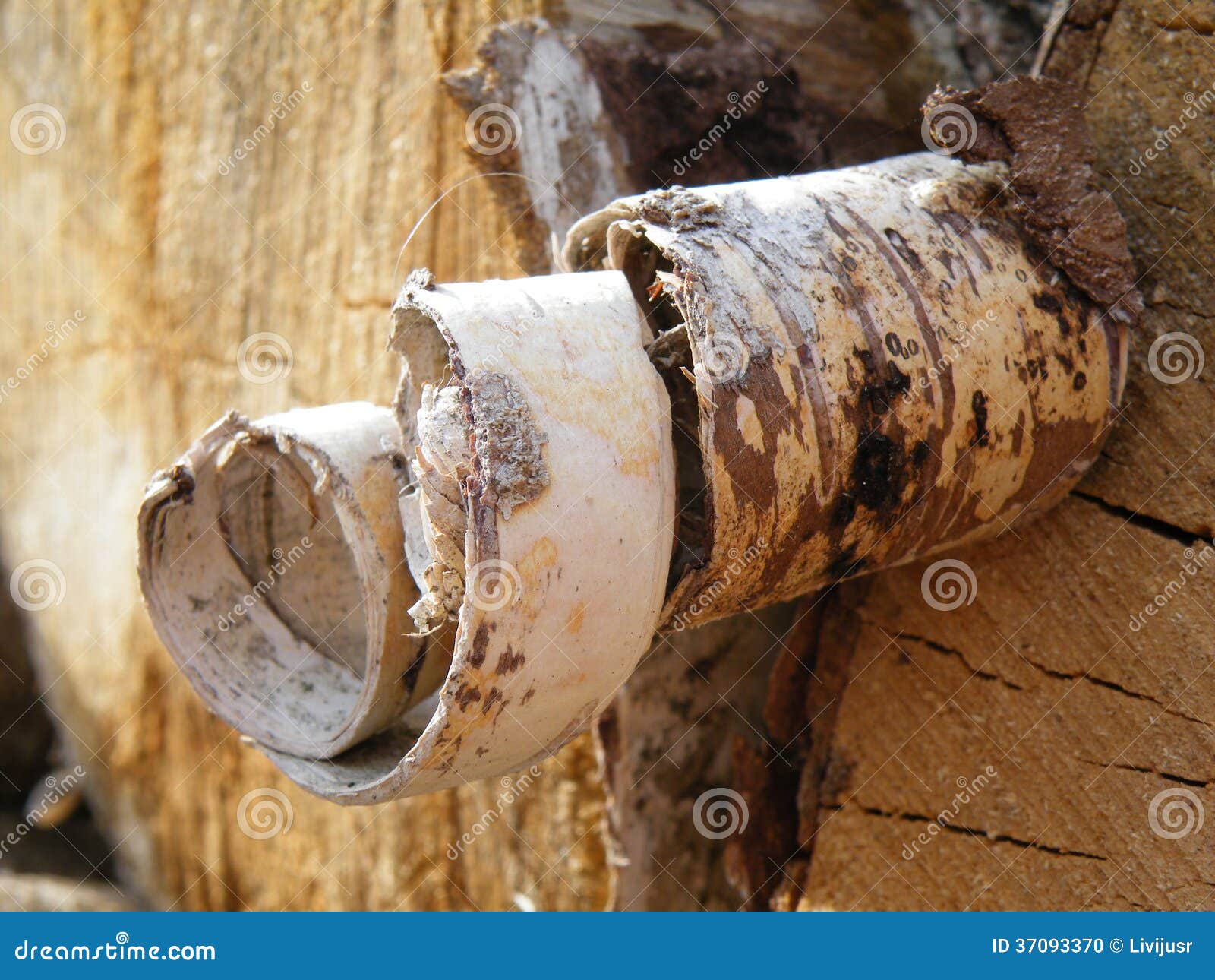 Tree Peel Rustic Texture Royalty-Free Stock Photography | CartoonDealer ...