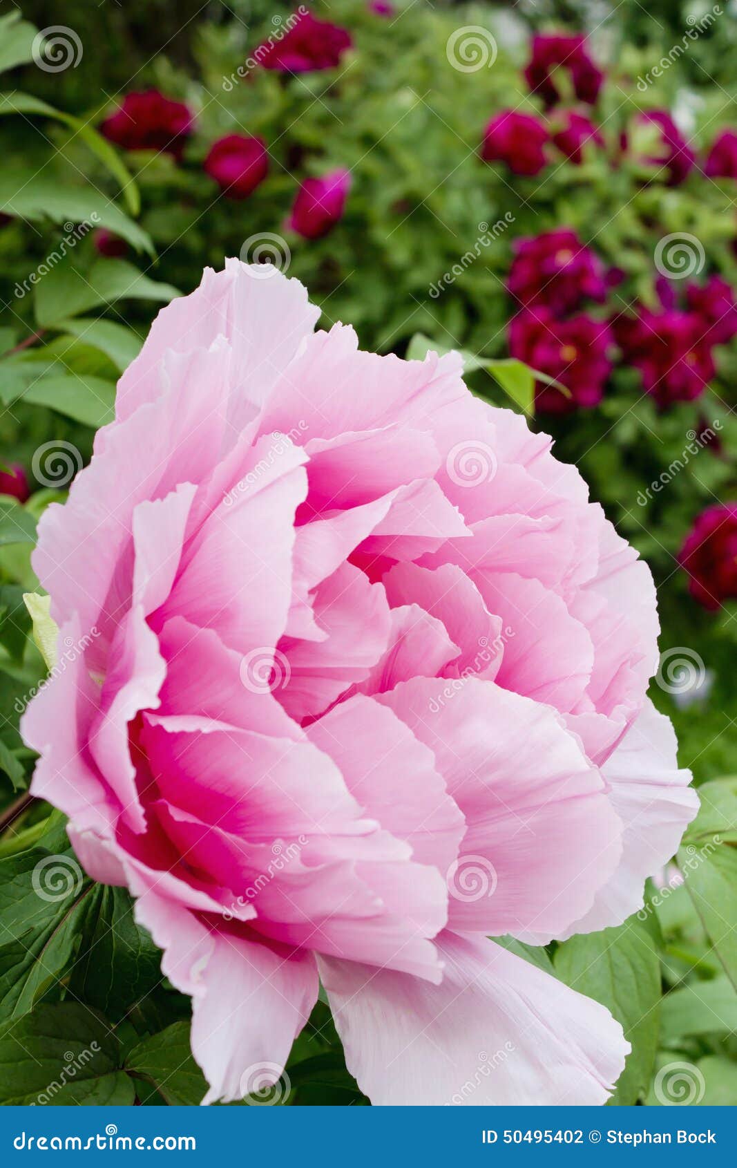 Tree peonies close up stock photo. Image of summer, flower - 50495402