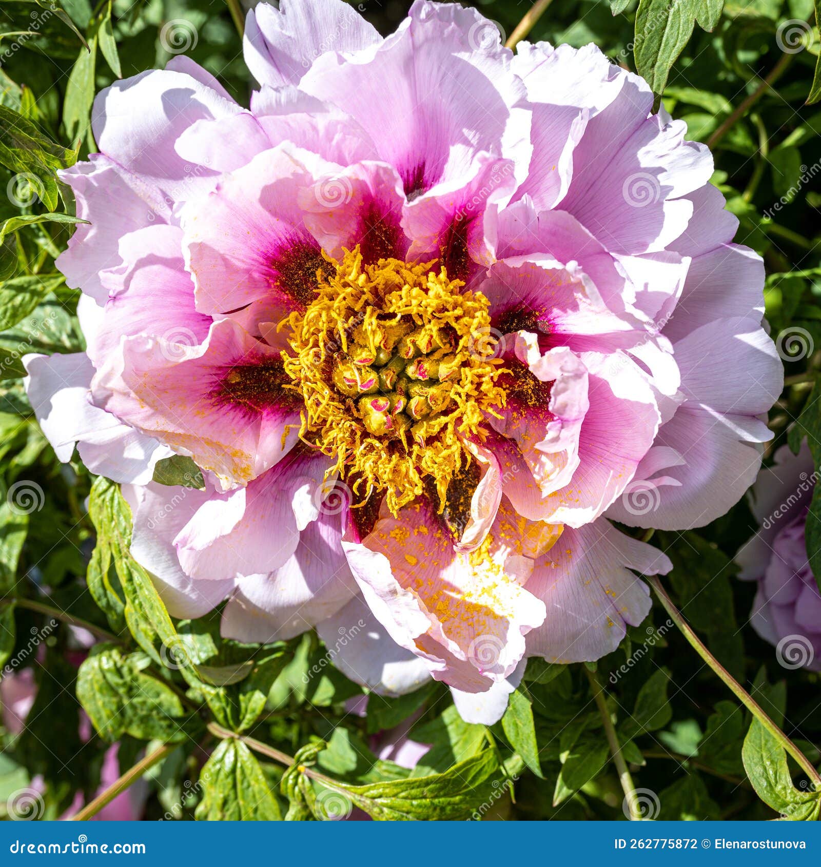 Tree peonies close-up stock photo. Image of beautiful - 262775872