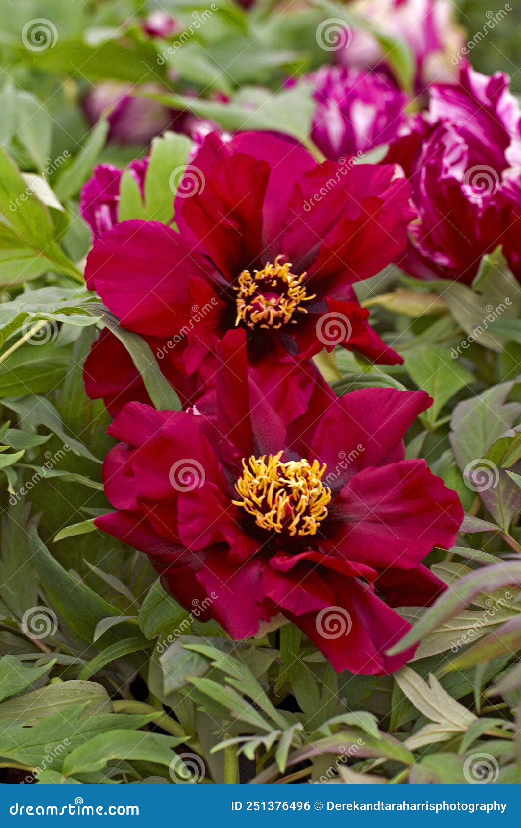 Tree Peony Black Pirate stock photo. Image of flowers - 251376496