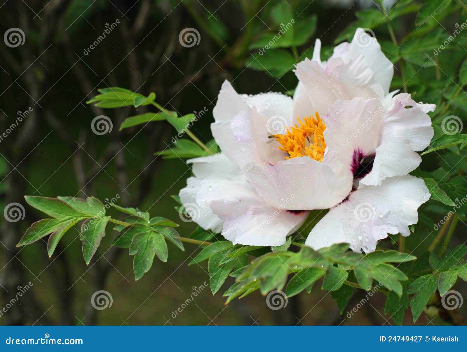 Tree Peony Flower stock image. Image of flower, soft - 24749427