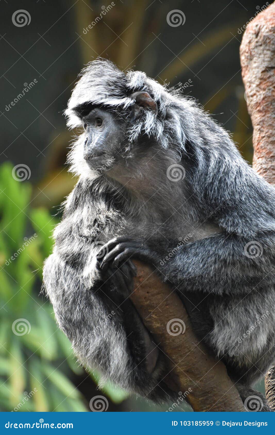 Tree Perch with a Cute Langur Monkey in it Stock Image - Image of close ...