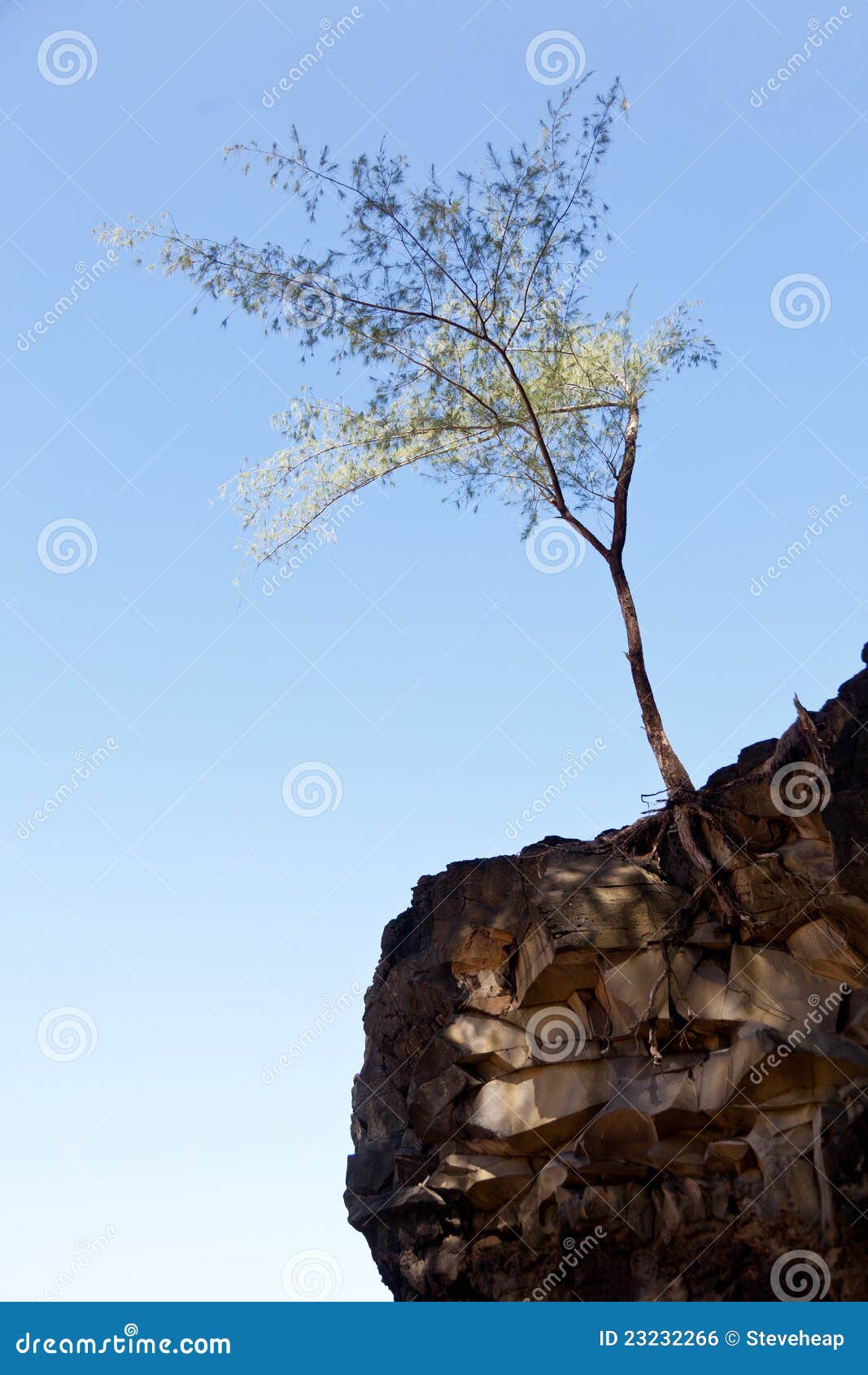 Tree Perching on Barren Cliff Face Stock Photo - Image of rocky ...