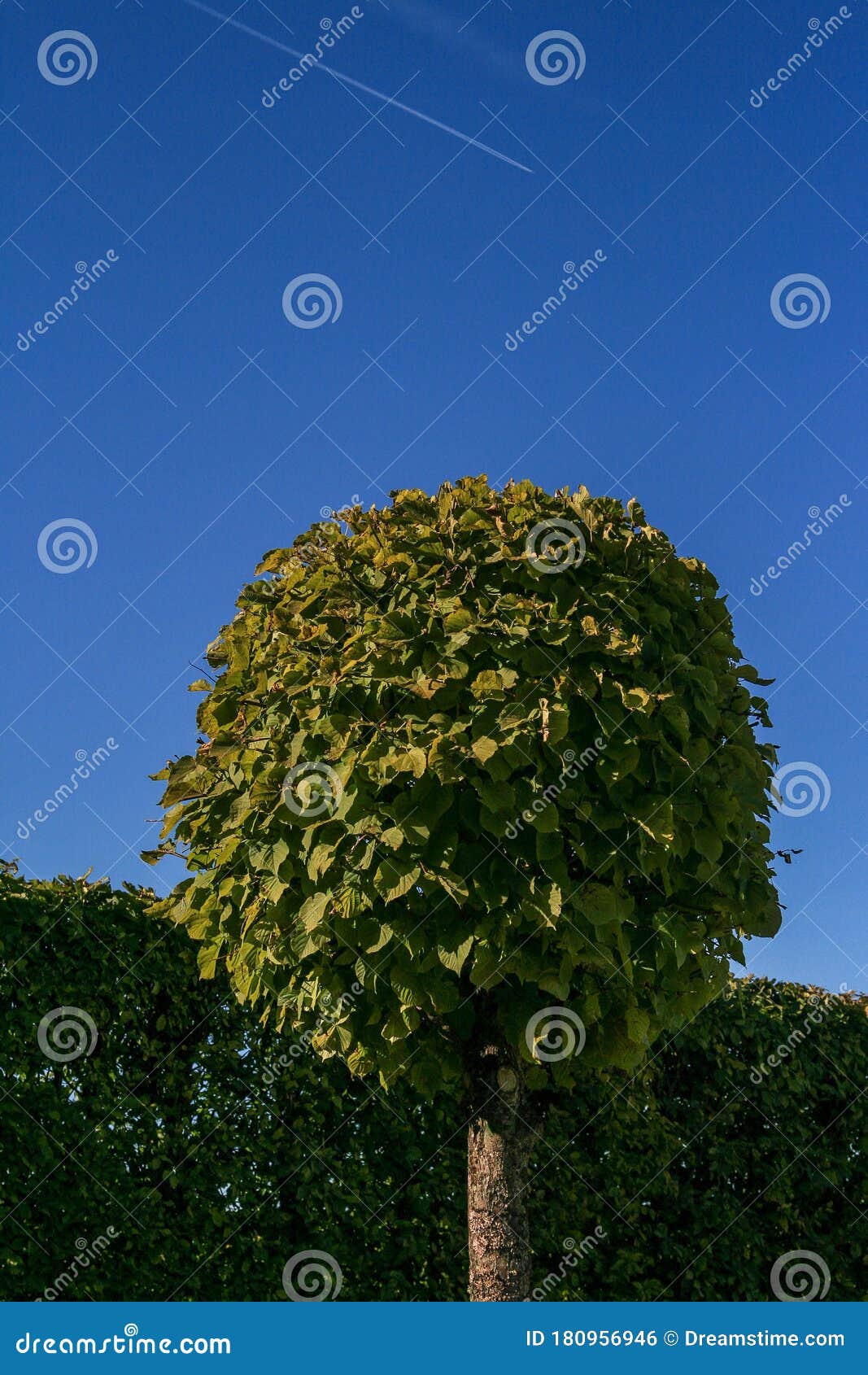 Tree with a Perfectly Round Canopy Stock Photo - Image of park, tree ...