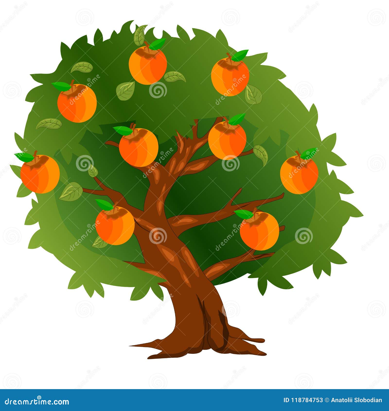 Tree Persimmon with Fruits and Green Leaves Stock Vector - Illustration ...