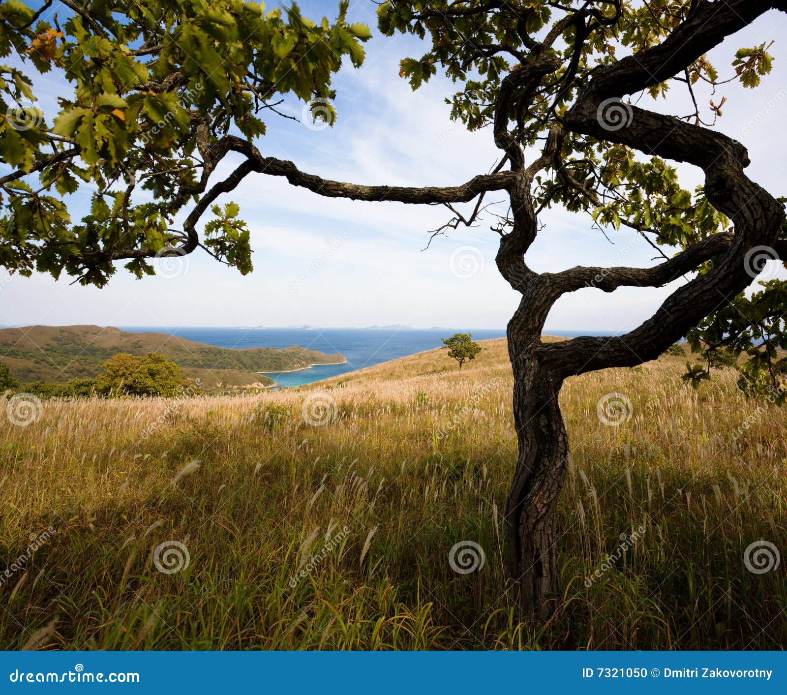 Tree and perspective stock photo. Image of sunset, clouds - 7321050