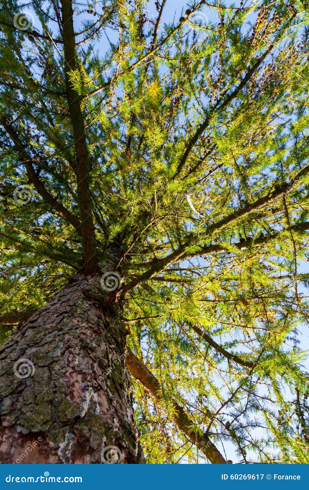 Tree Perspective from the Ground Stock Image - Image of wood, tall ...